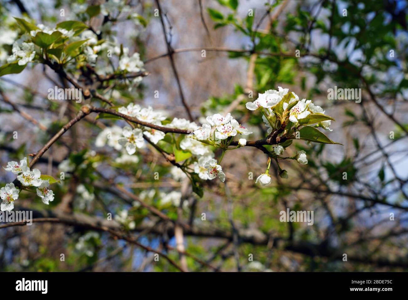 View of a Callery Pear (Pyrus calleryana) tree with white flowers in ...