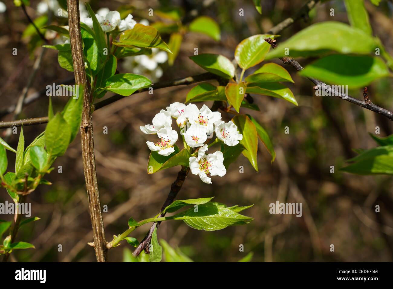 View of a Callery Pear (Pyrus calleryana) tree with white flowers in ...