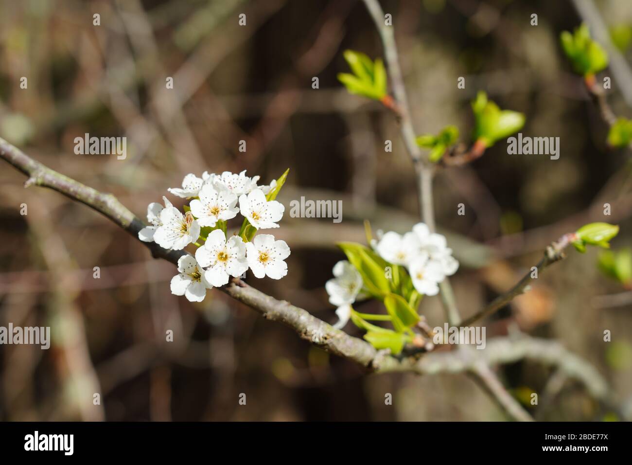 View of a Callery Pear (Pyrus calleryana) tree with white flowers in ...