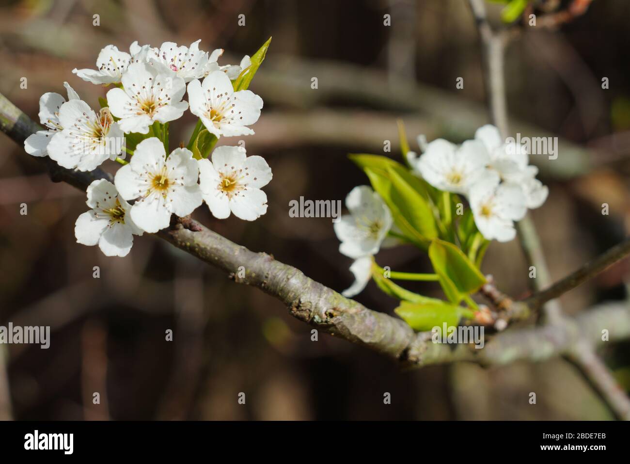 View of a Callery Pear (Pyrus calleryana) tree with white flowers in ...