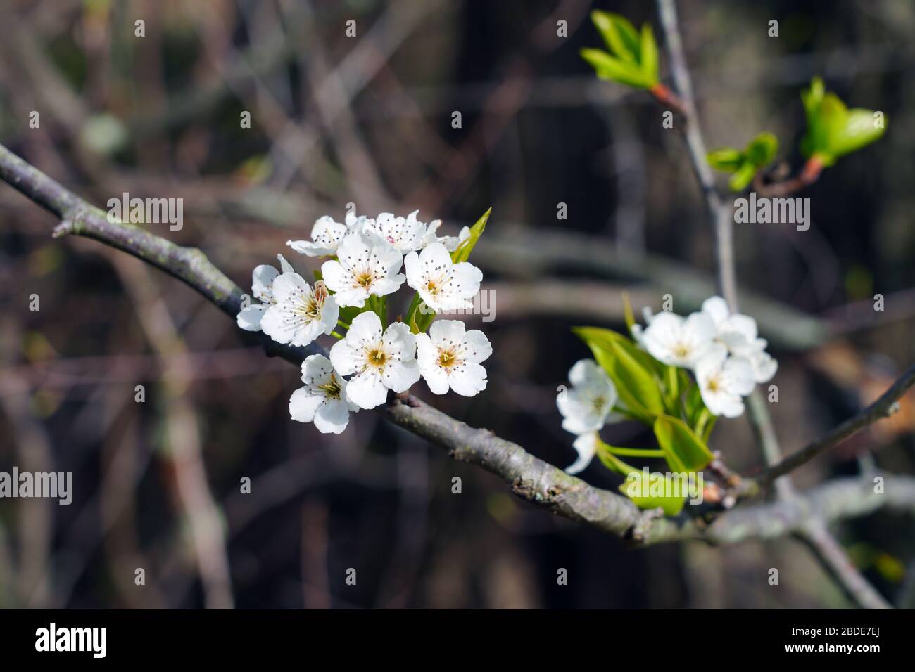 View of a Callery Pear (Pyrus calleryana) tree with white flowers in ...