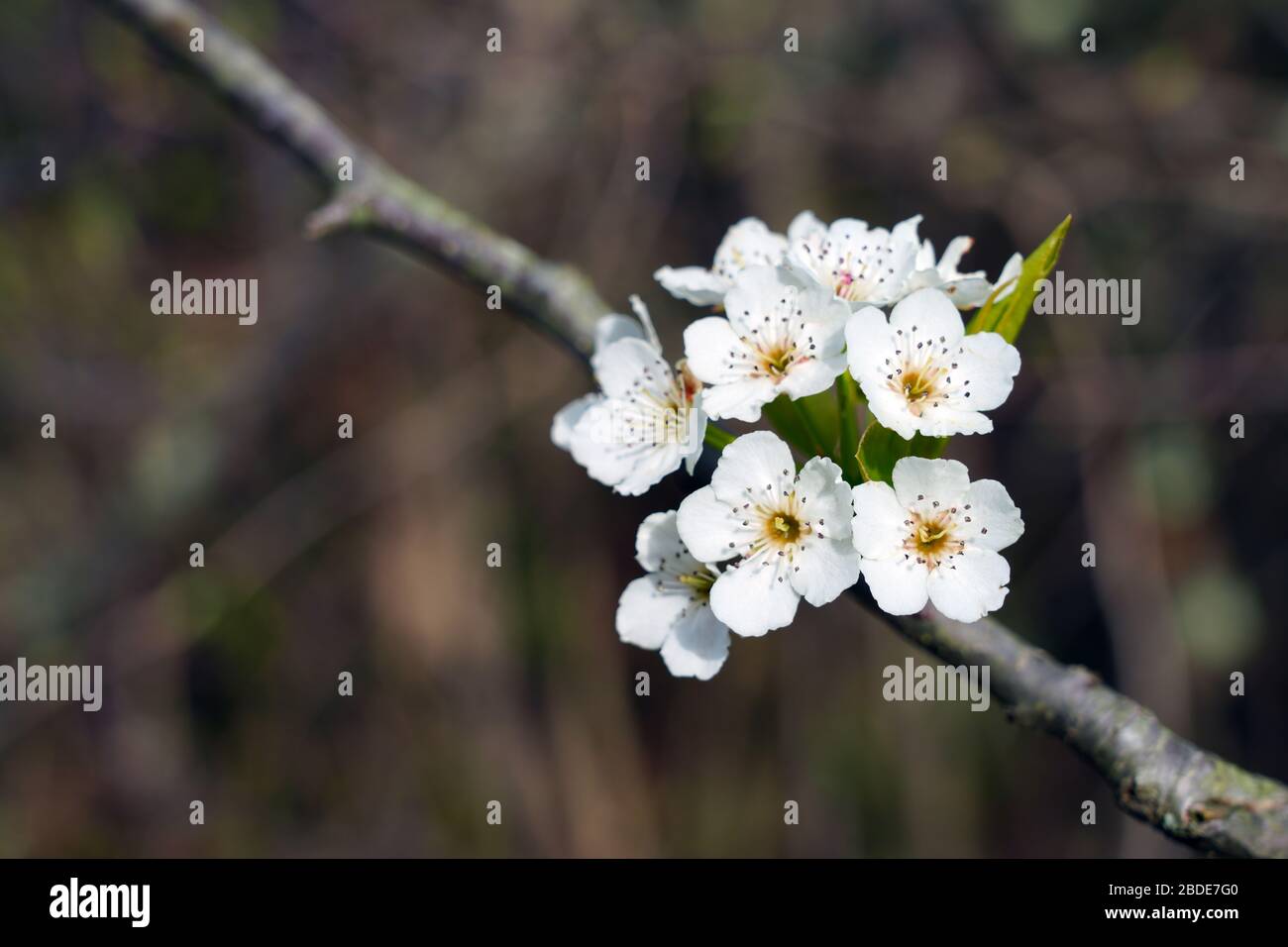 View of a Callery Pear (Pyrus calleryana) tree with white flowers in ...