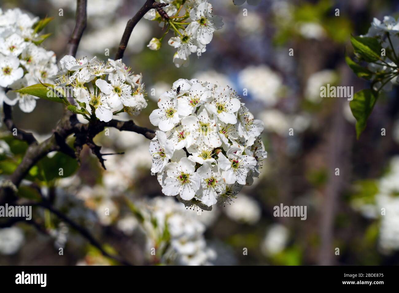 View of a Callery Pear (Pyrus calleryana) tree with white flowers in ...