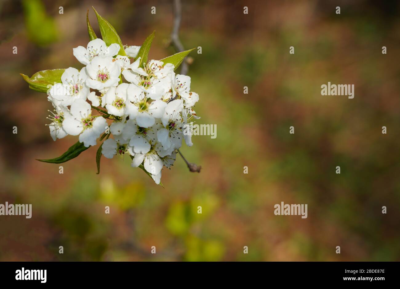 View of a Callery Pear (Pyrus calleryana) tree with white flowers in ...