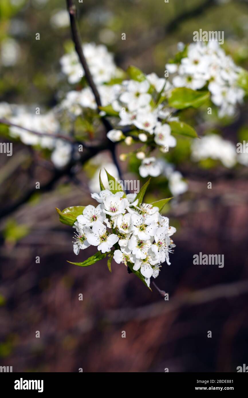 View of a Callery Pear (Pyrus calleryana) tree with white flowers in ...