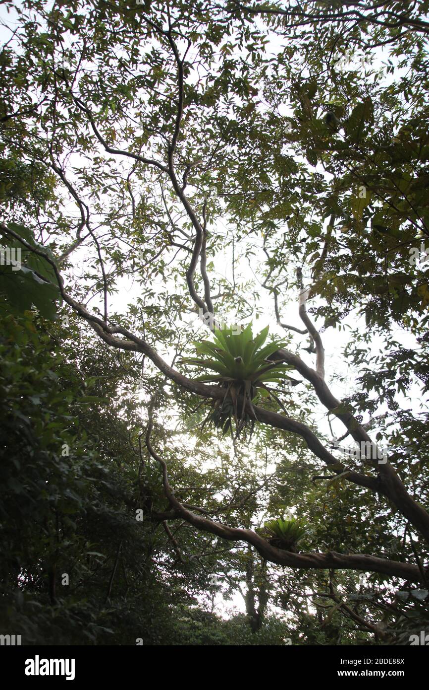 Big trees costa rica hi-res stock photography and images - Alamy