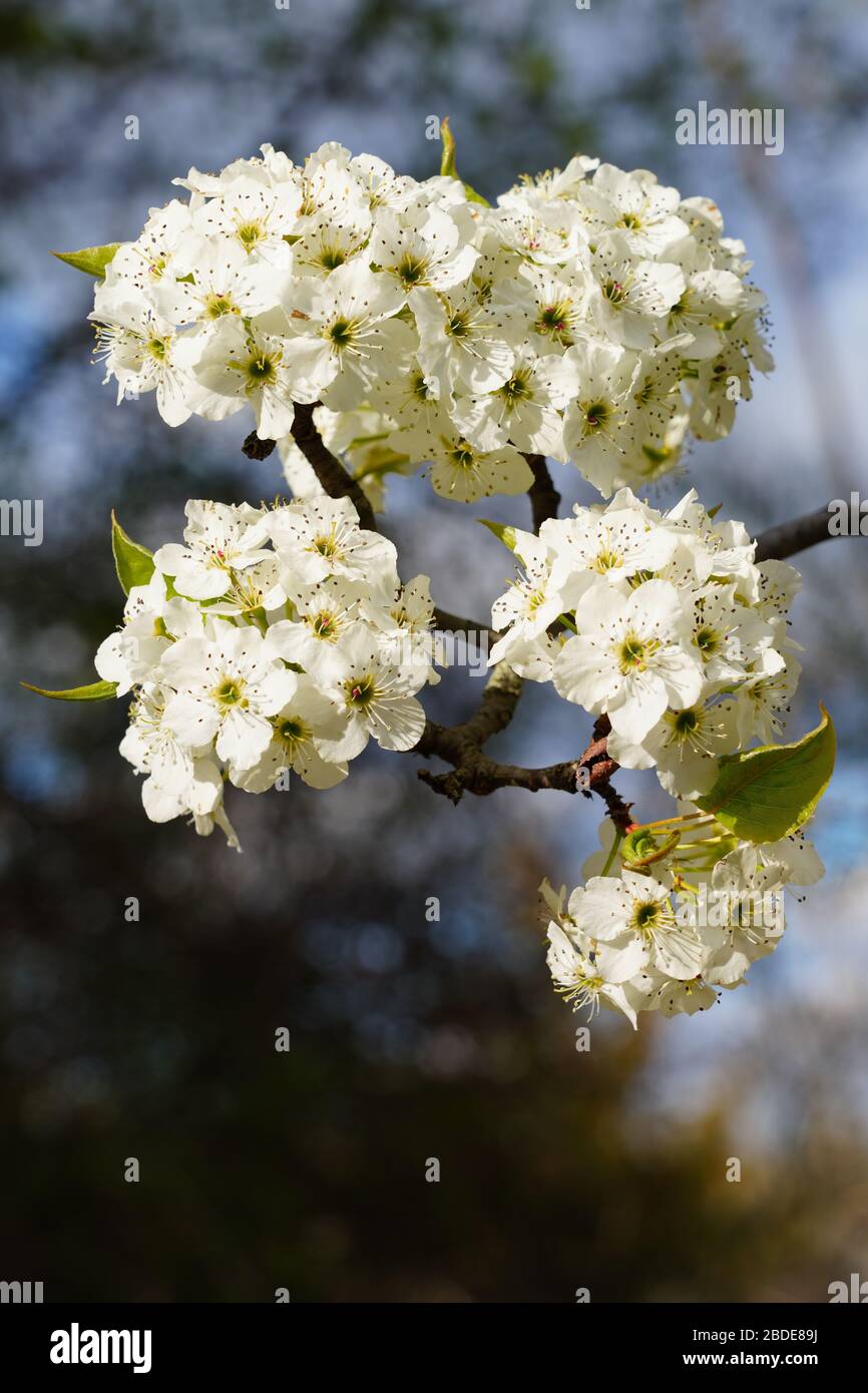 View of a Callery Pear (Pyrus calleryana) tree with white flowers in ...