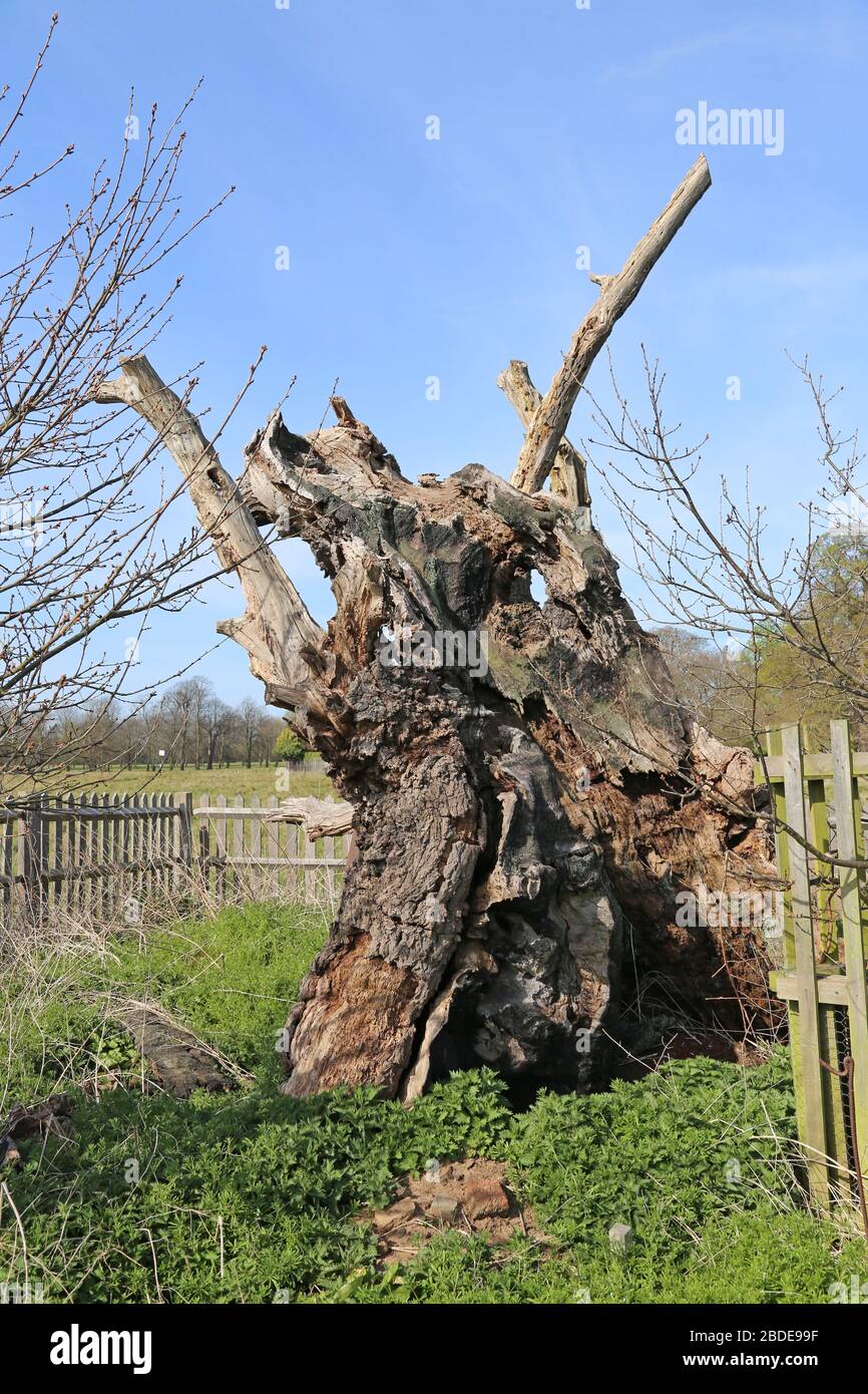 750 year old oak tree hi-res stock photography and images - Alamy