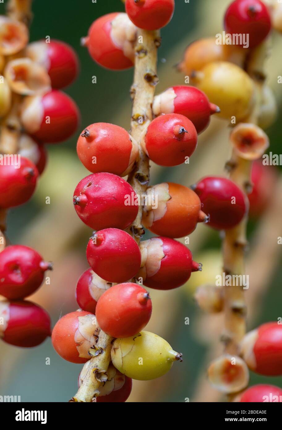 Palm tree seeds hanging hi-res stock photography and images - Alamy