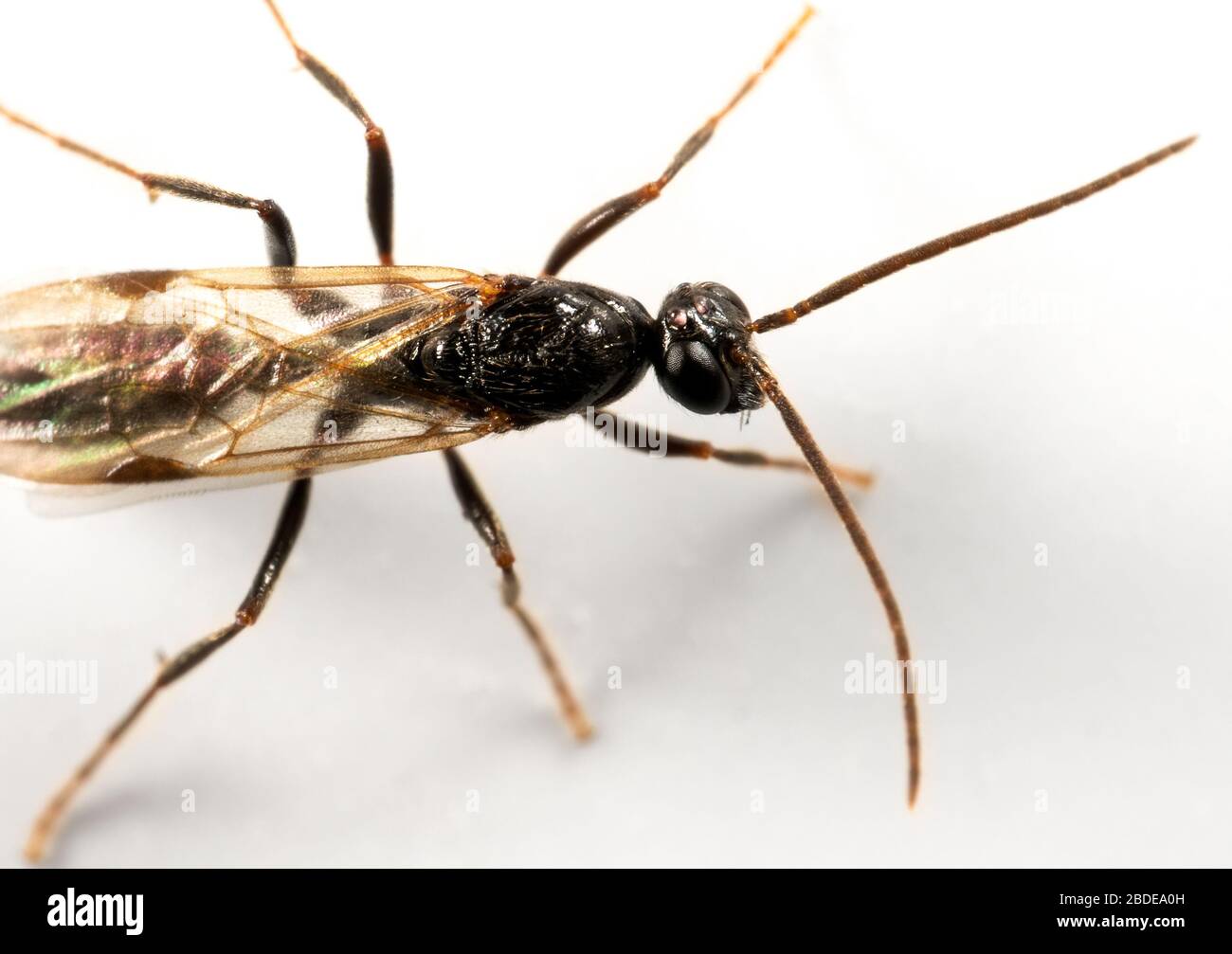 Macro Photography of Black Flying Ant Isolated on White Background ...