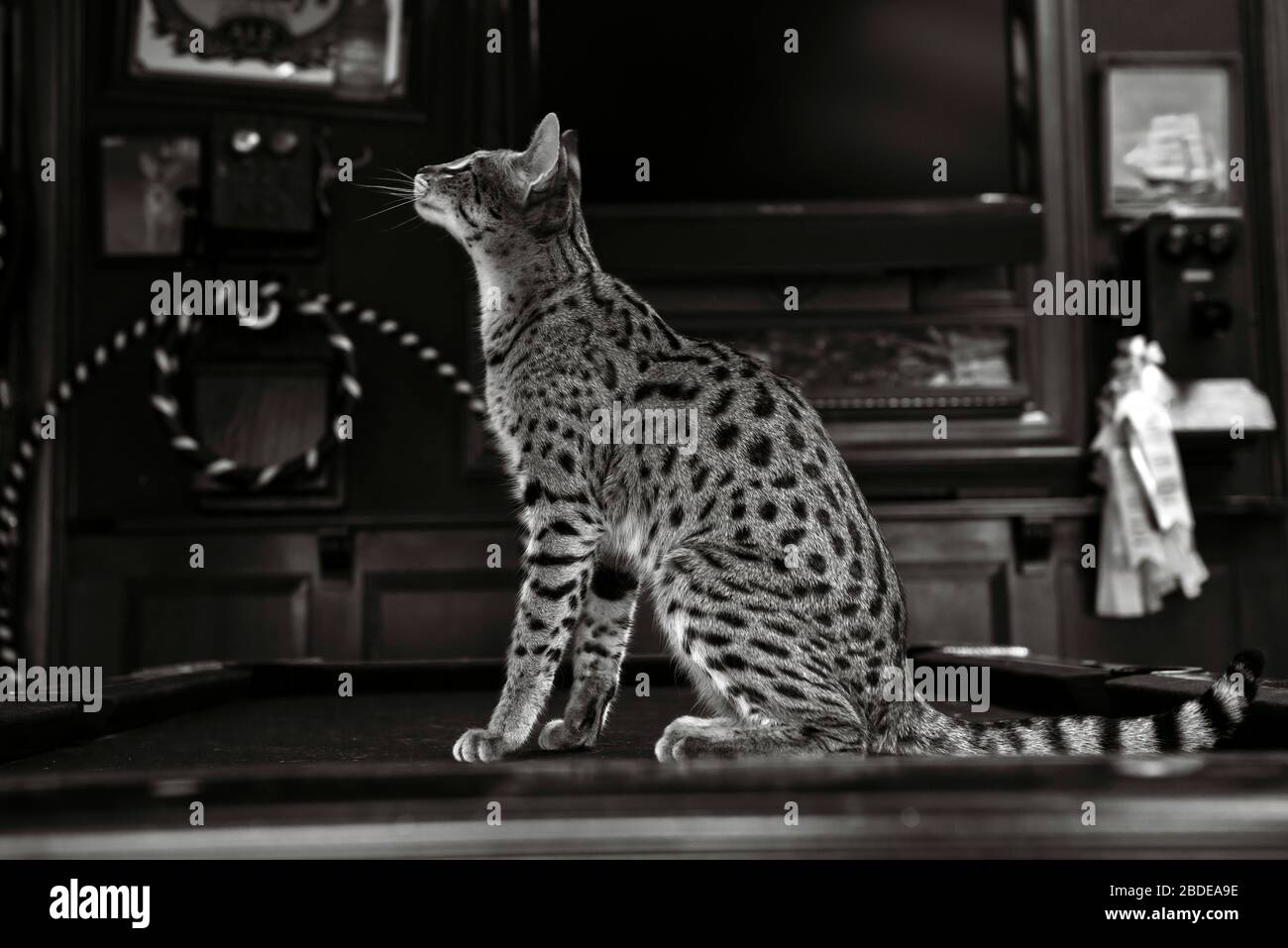 Side view of a long and lean savannah cat sitting on the side of a pool ...