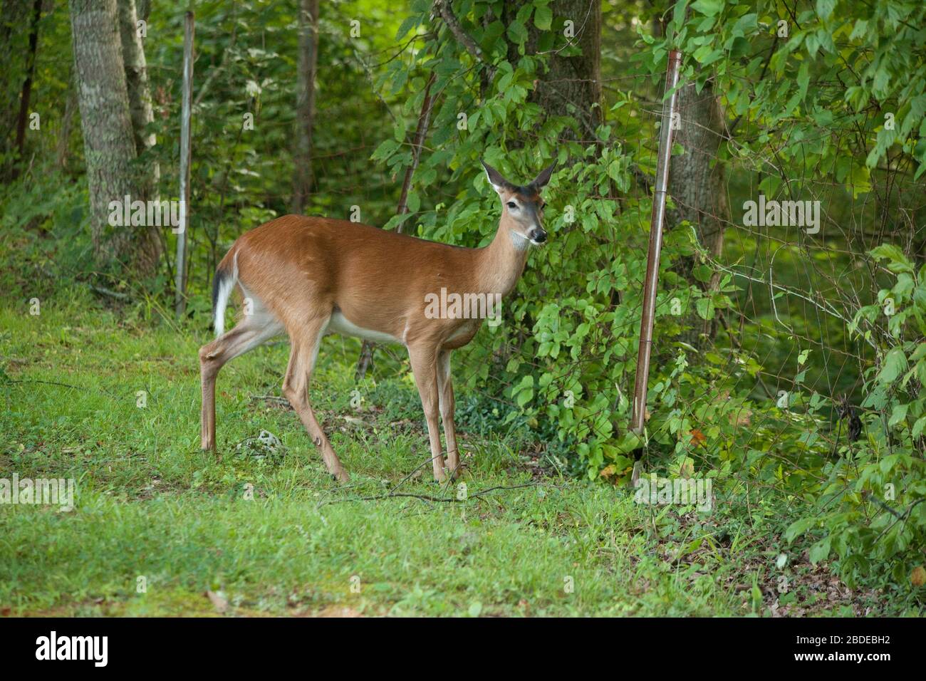 Deer outdoors at some bushes Stock Photo - Alamy