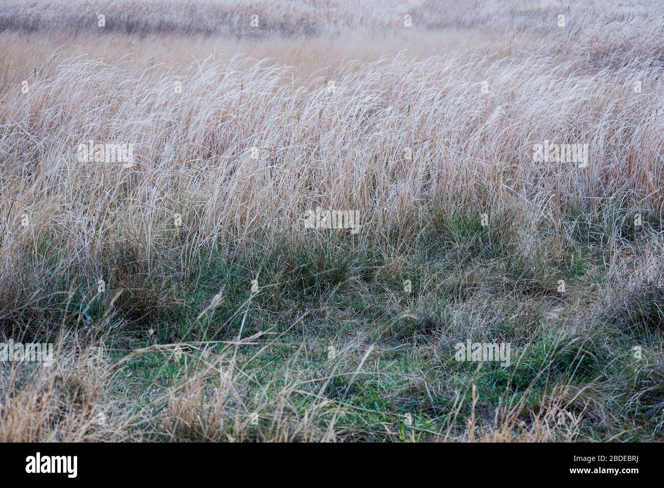 Dead hay View of drought Stock Photo - Alamy