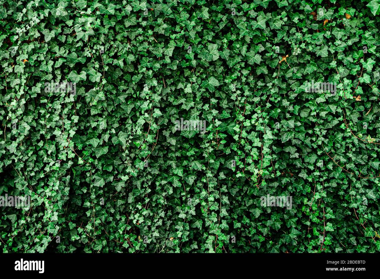 Green wall with green leaves, ecological background, wallpaper Stock ...