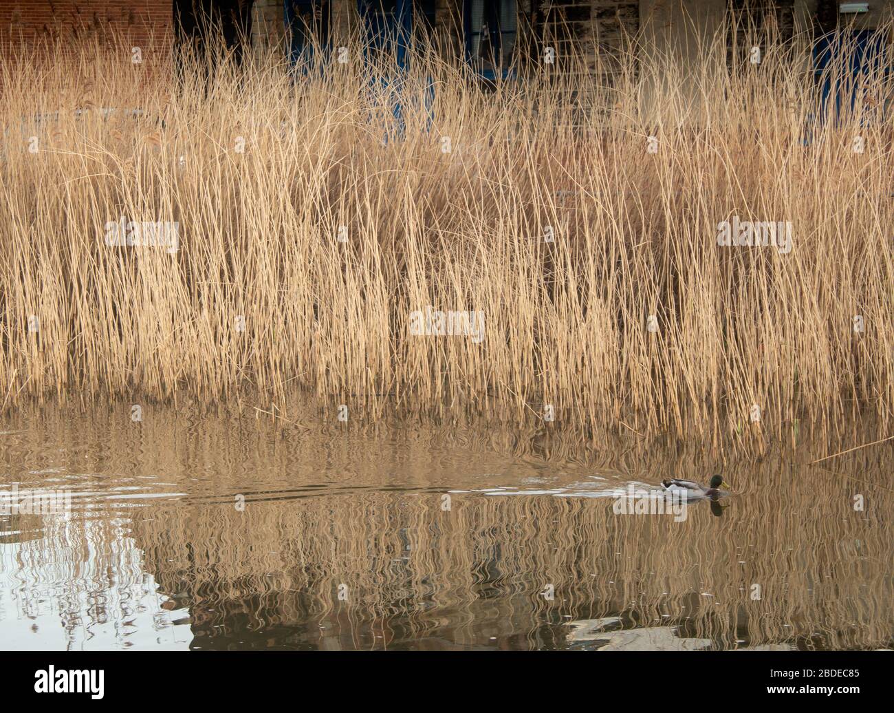 Reeds canal hi-res stock photography and images - Alamy