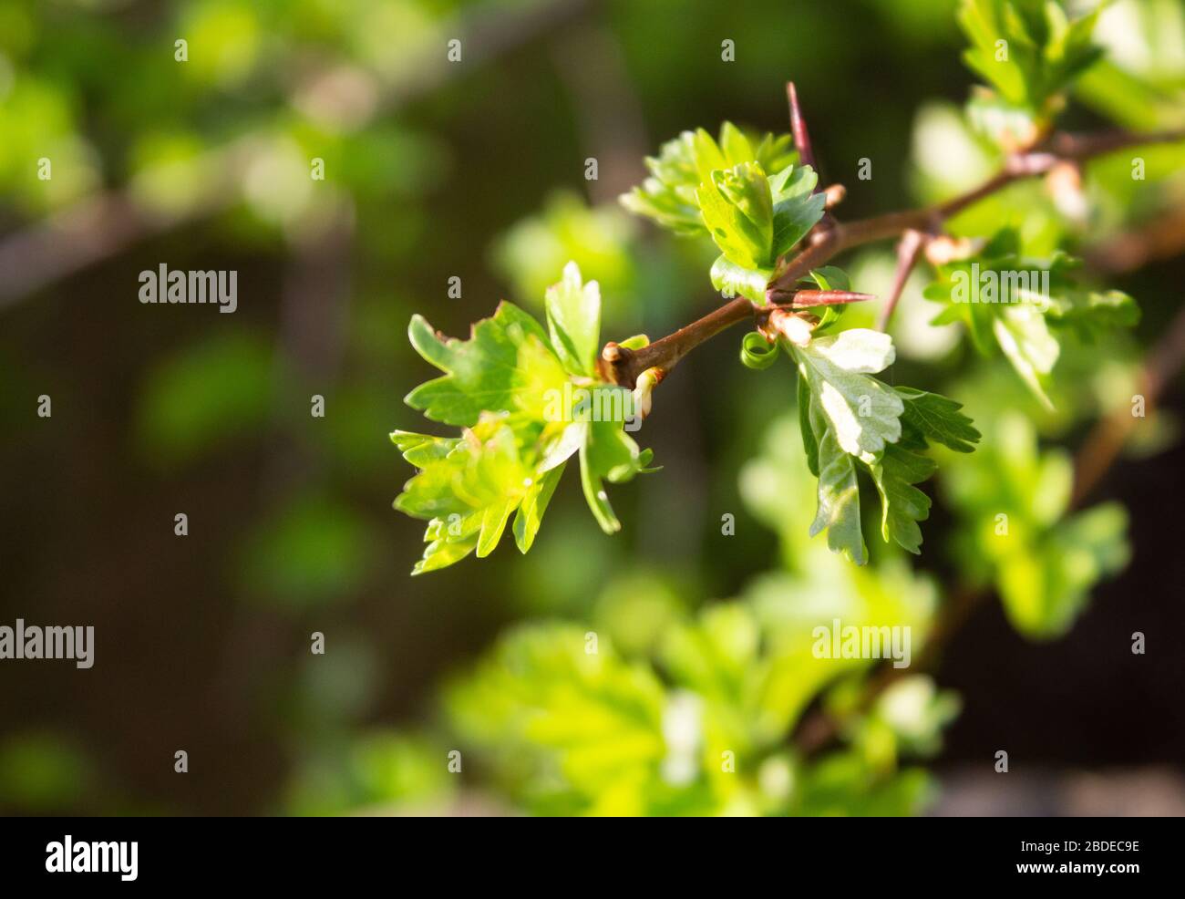 New growth on hawthorn branch Stock Photo - Alamy