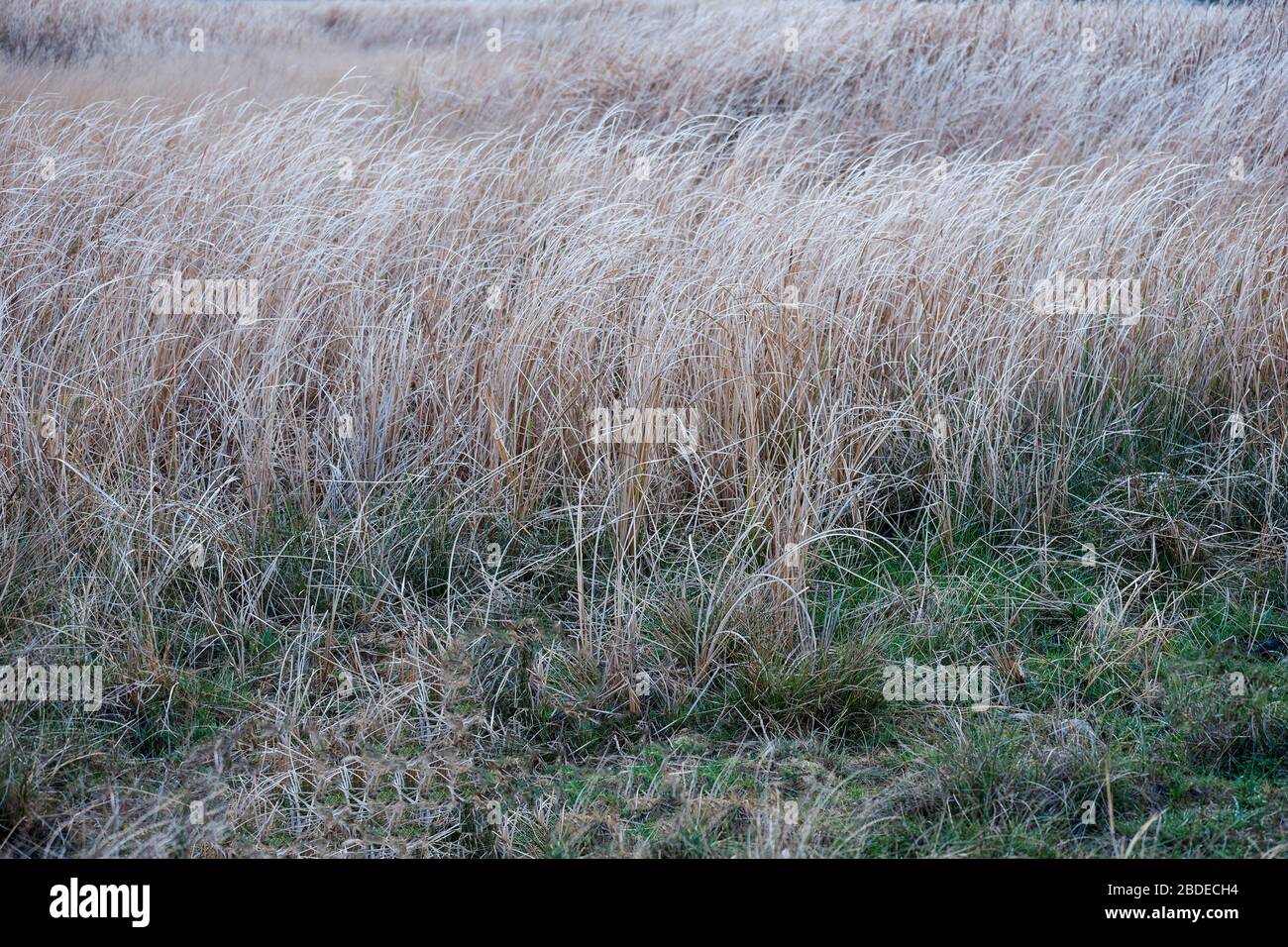 Dead hay View of drought Stock Photo - Alamy