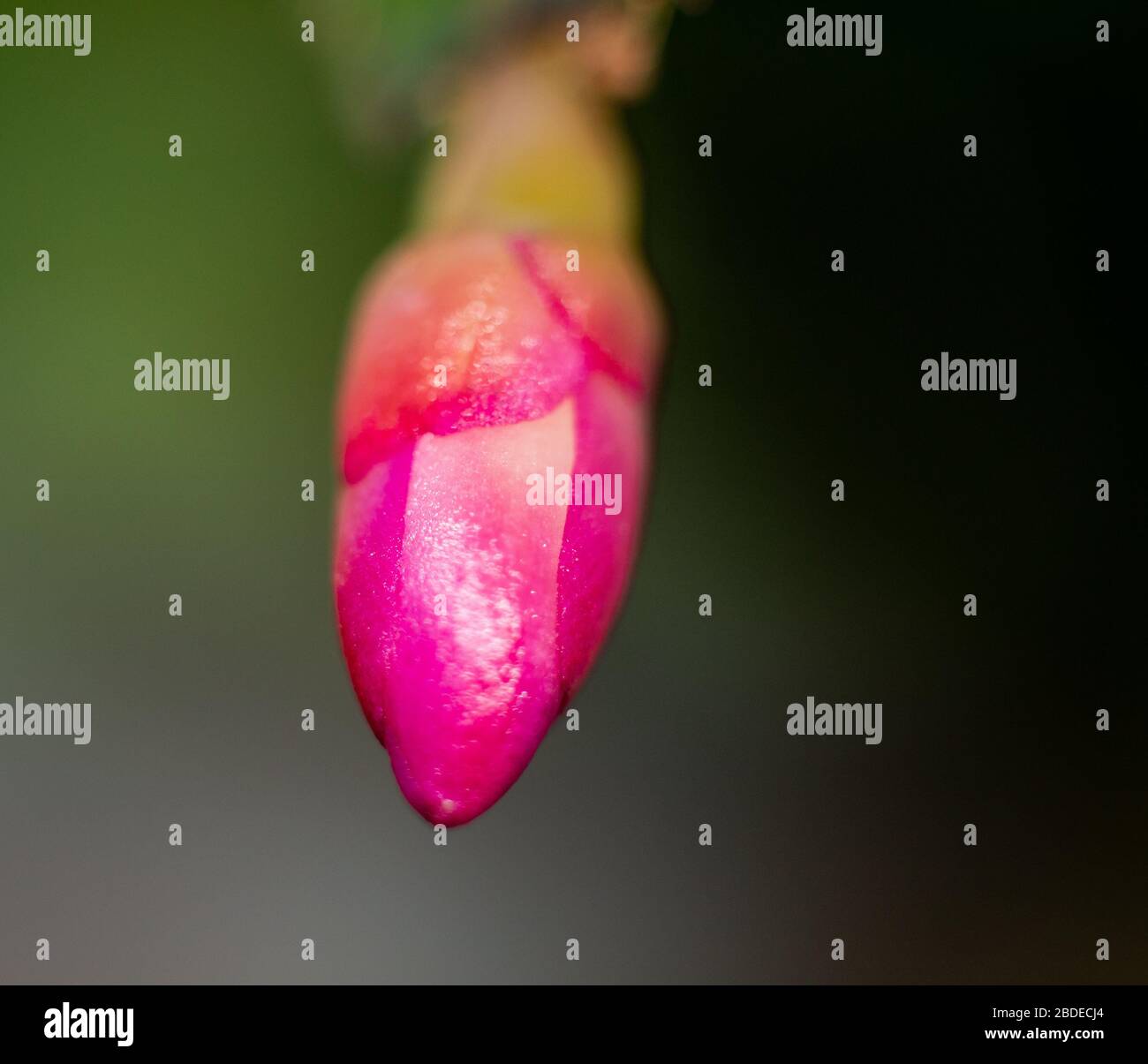 Cactus with bud hi-res stock photography and images - Alamy