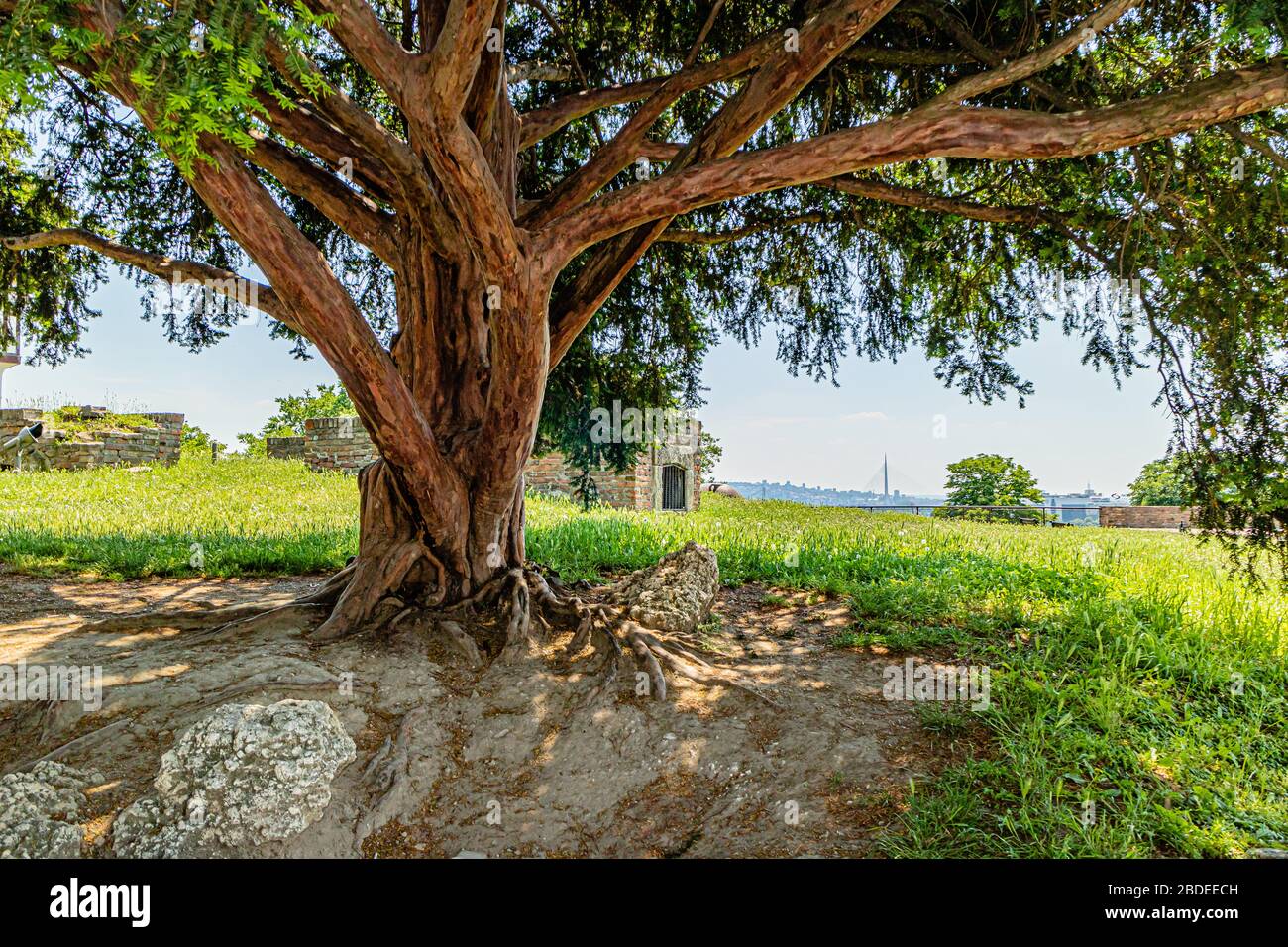 Tree fortress hi-res stock photography and images - Alamy