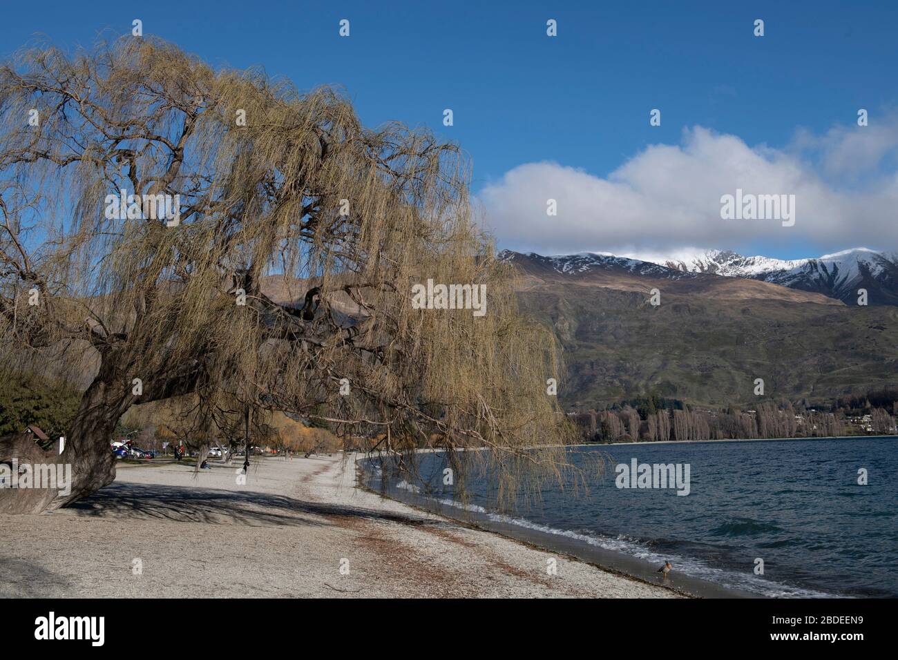 Willow tree, Salix sp, by lake shore, Lake Wanaka, Wanaka, Otago ...
