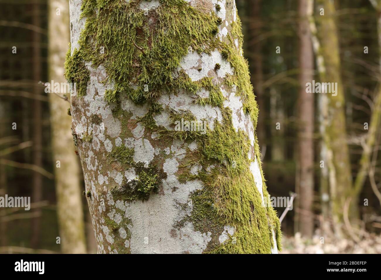 Deep green lichen covered hi-res stock photography and images - Alamy
