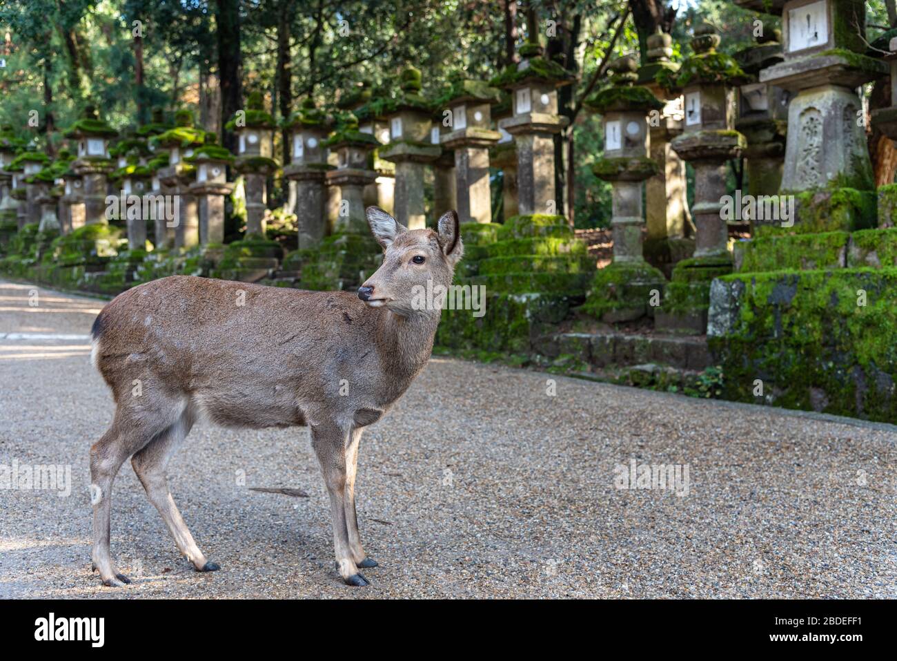 Deer in the Kasuga Grand Shrine, Nara Park Area. In here, the deers are freely roaming around in ...