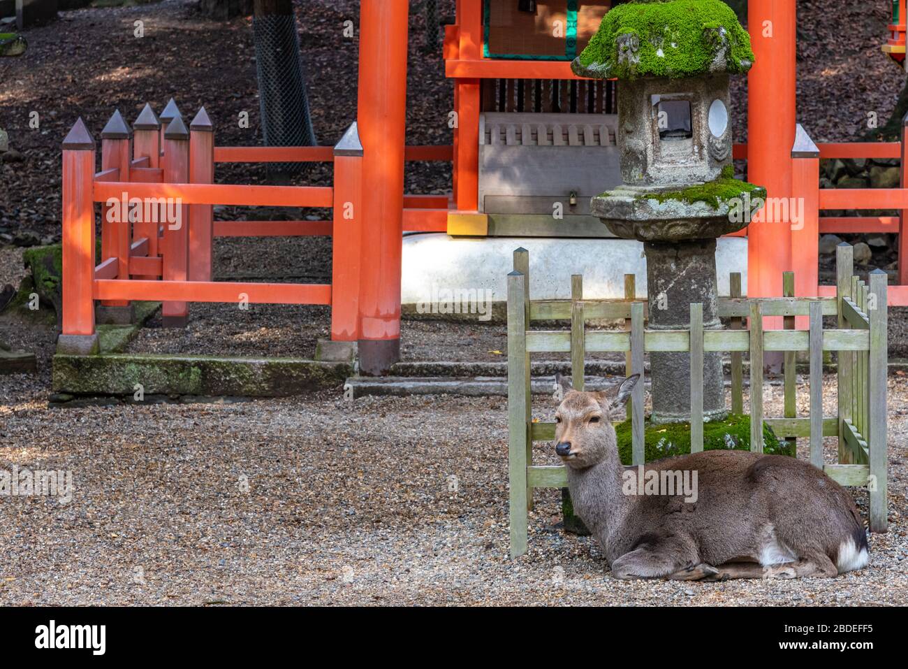 Deer in the Kasuga Grand Shrine, Nara Park Area. In here, the deers are ...