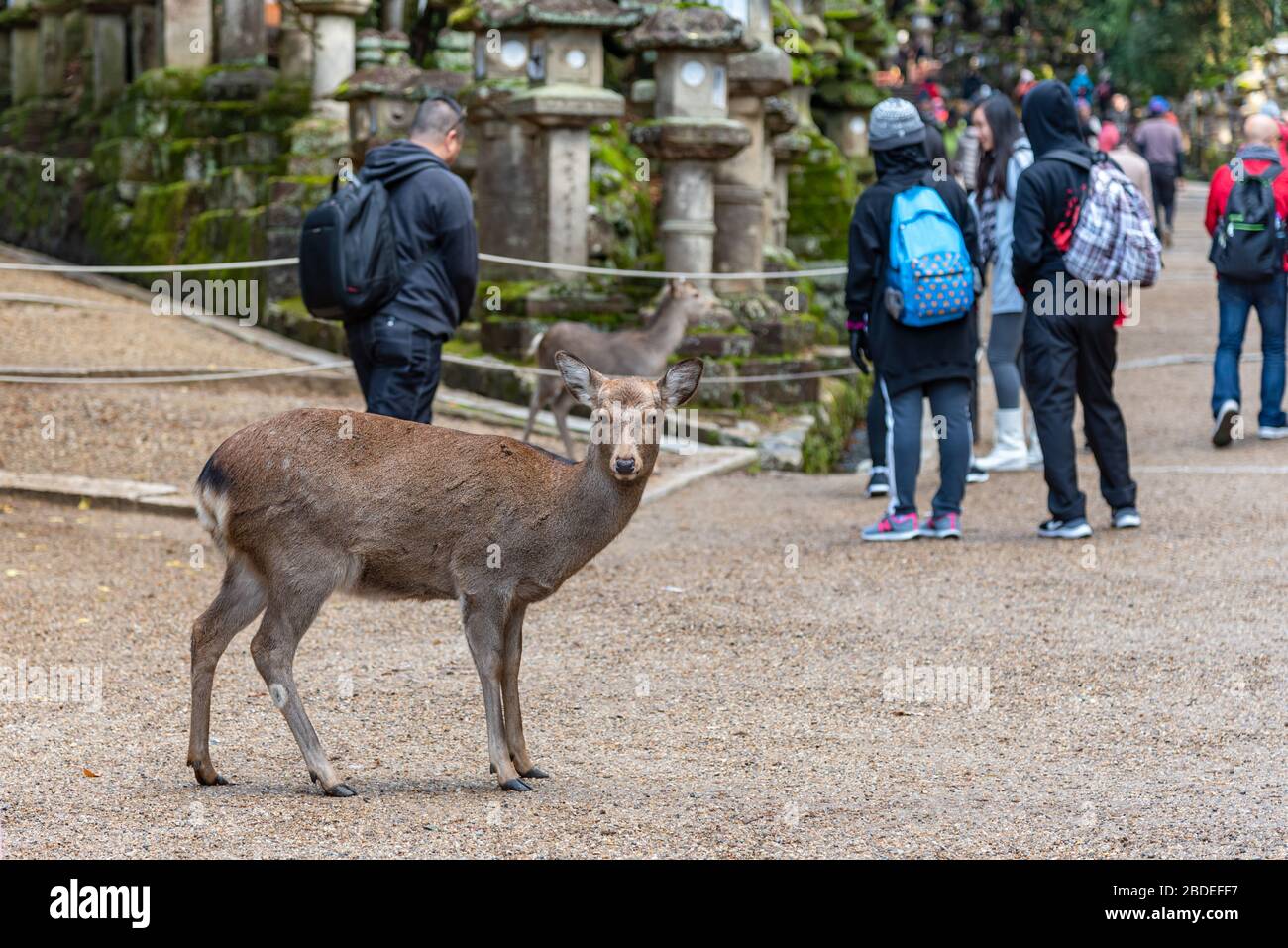 Deer in the Kasuga Grand Shrine, Nara Park Area. In here, the deers are freely roaming around in ...