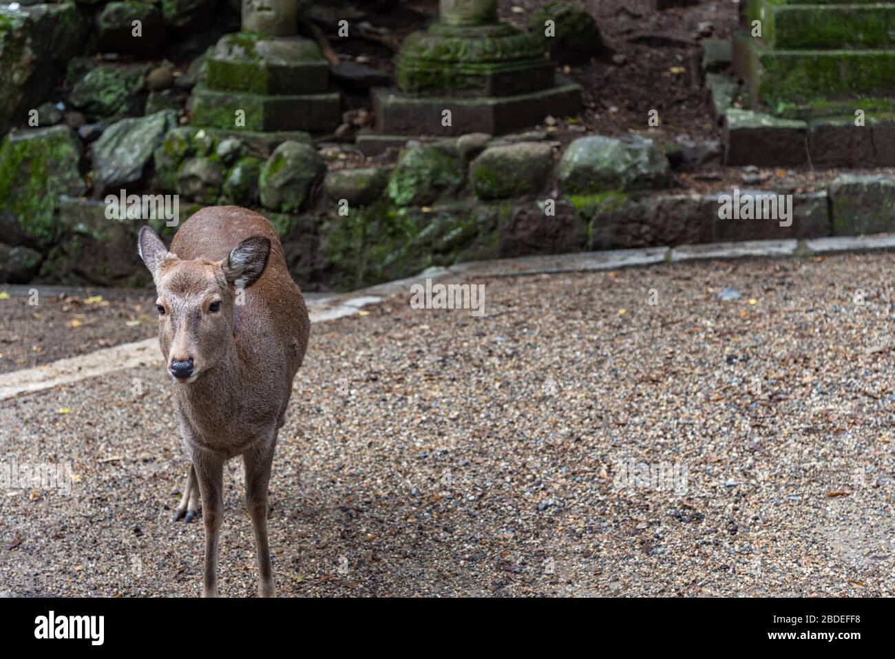 Deer in the Kasuga Grand Shrine, Nara Park Area. In here, the deers are ...