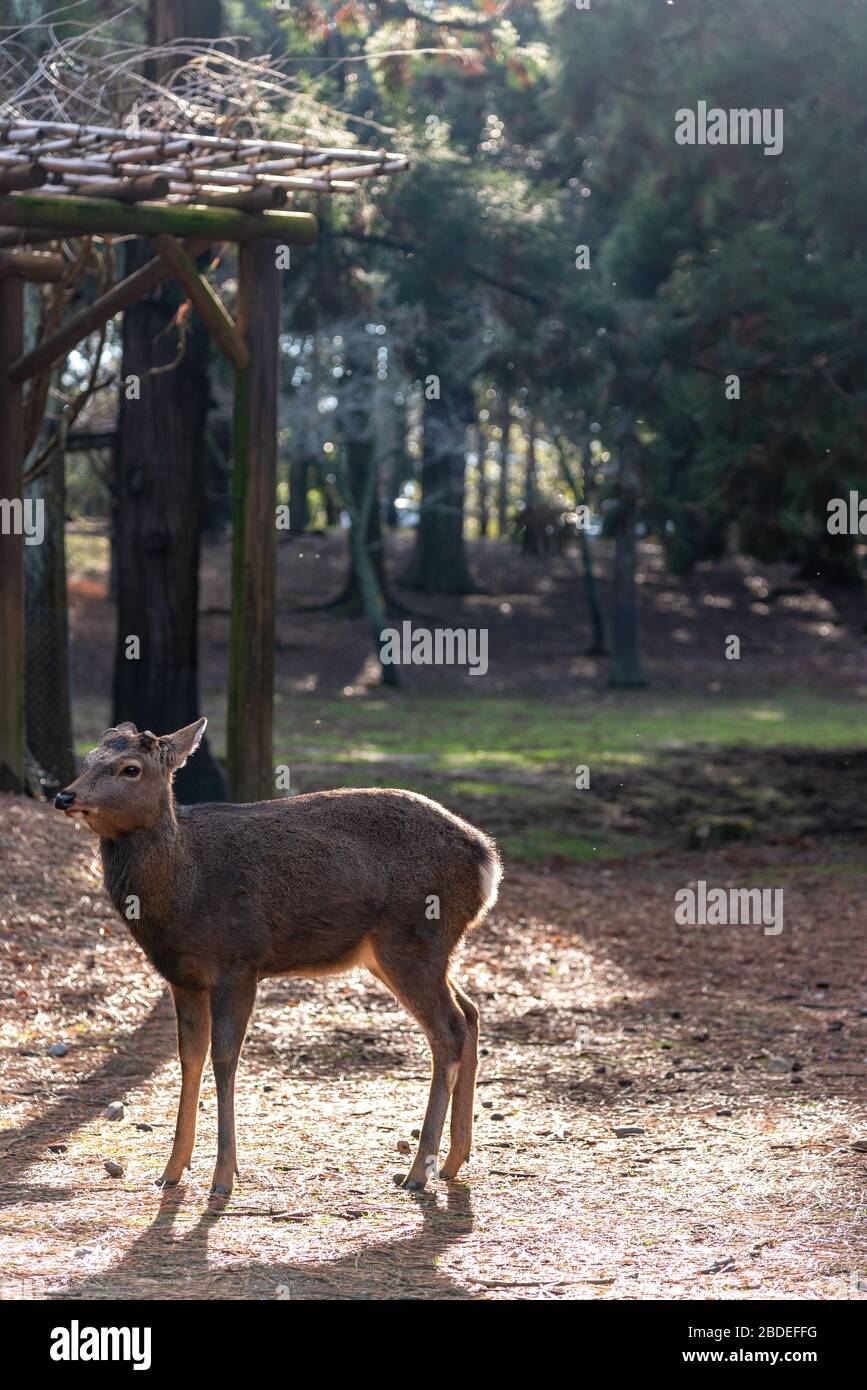 Deer in the Kasuga Grand Shrine, Nara Park Area. In here, the deers are ...