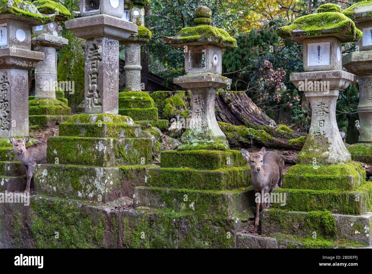Deer in the Kasuga Grand Shrine, Nara Park Area. In here, the deers are freely roaming around in ...