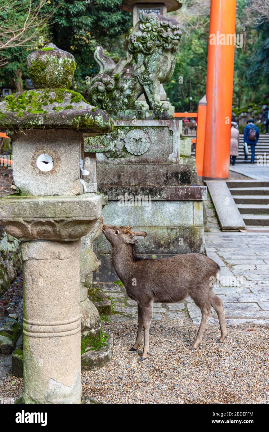 Deer in the Kasuga Grand Shrine, Nara Park Area. In here, the deers are ...