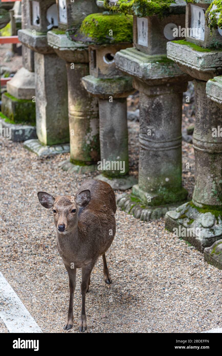 Deer in the Kasuga Grand Shrine, Nara Park Area. In here, the deers are ...