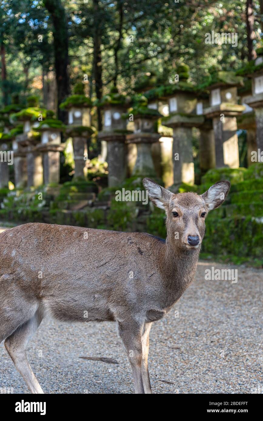 Deer in the Kasuga Grand Shrine, Nara Park Area. In here, the deers are freely roaming around in ...