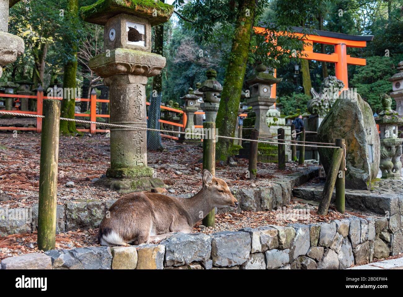 Deer in the Kasuga Grand Shrine, Nara Park Area. In here, the deers are freely roaming around in ...