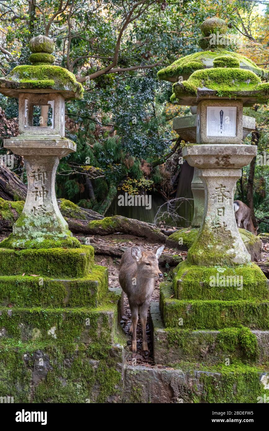 Deer in the Kasuga Grand Shrine, Nara Park Area. In here, the deers are freely roaming around in ...
