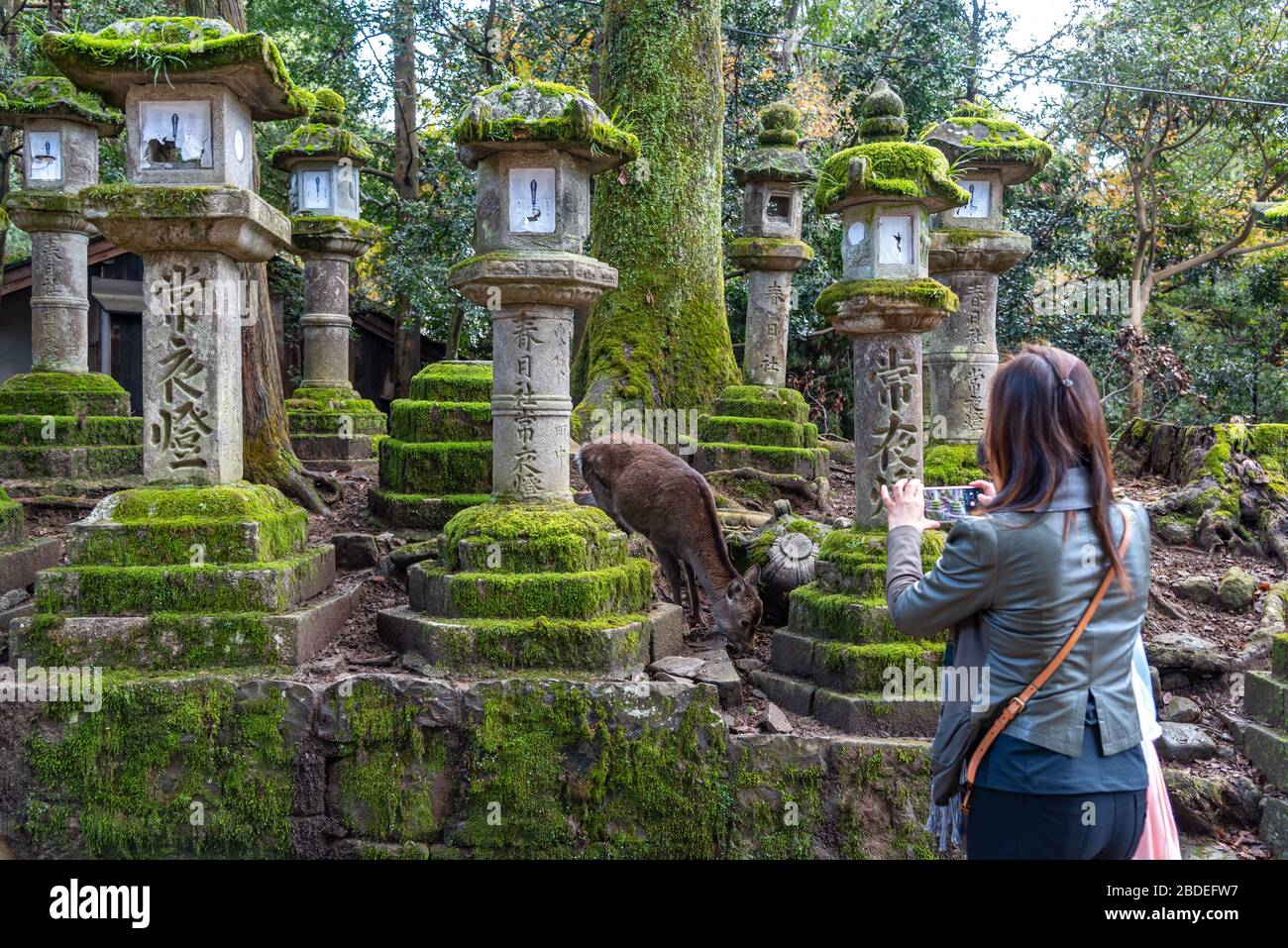 Deer in the Kasuga Grand Shrine, Nara Park Area. In here, the deers are freely roaming around in ...