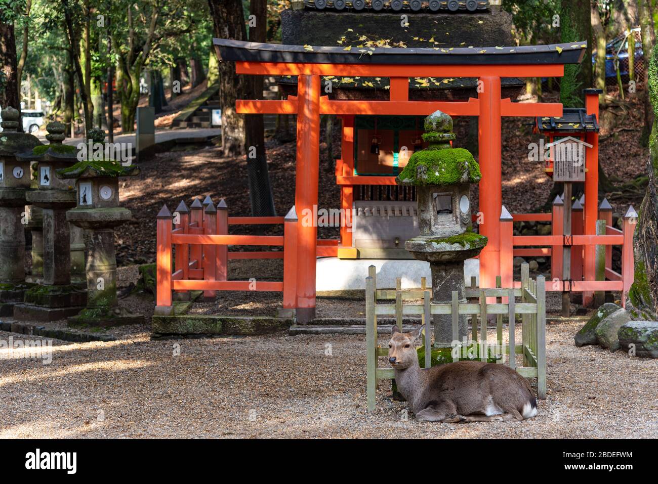 Deer in the Kasuga Grand Shrine, Nara Park Area. In here, the deers are freely roaming around in ...
