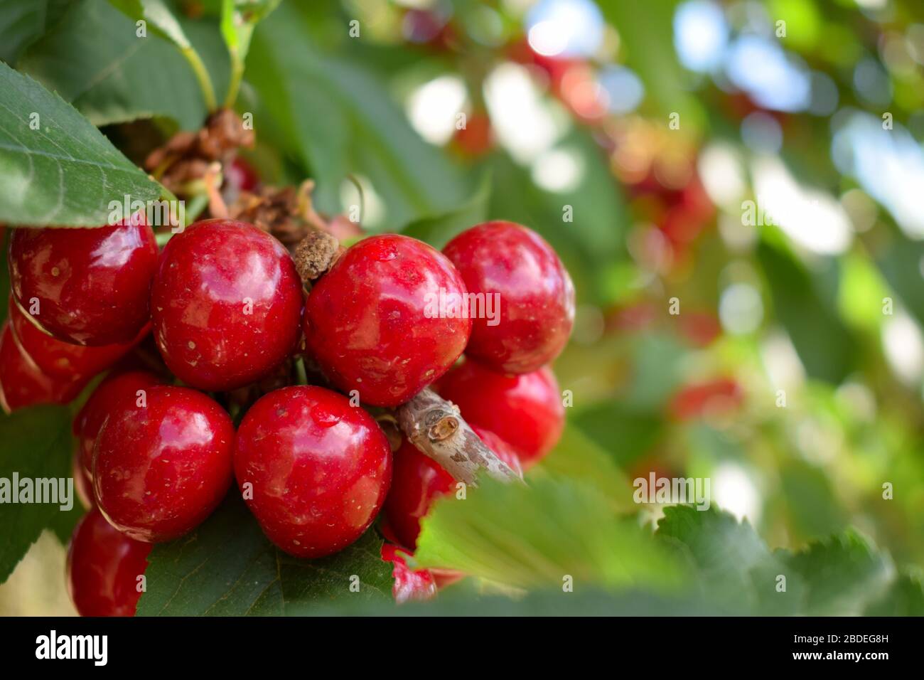 The beauty and fantastic color of cherries Stock Photo - Alamy