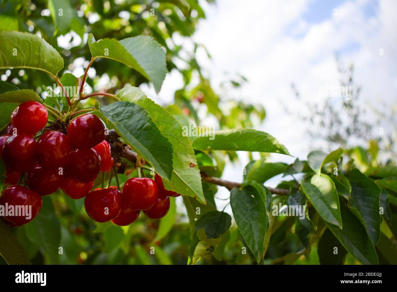 The beauty and fantastic color of cherries Stock Photo - Alamy