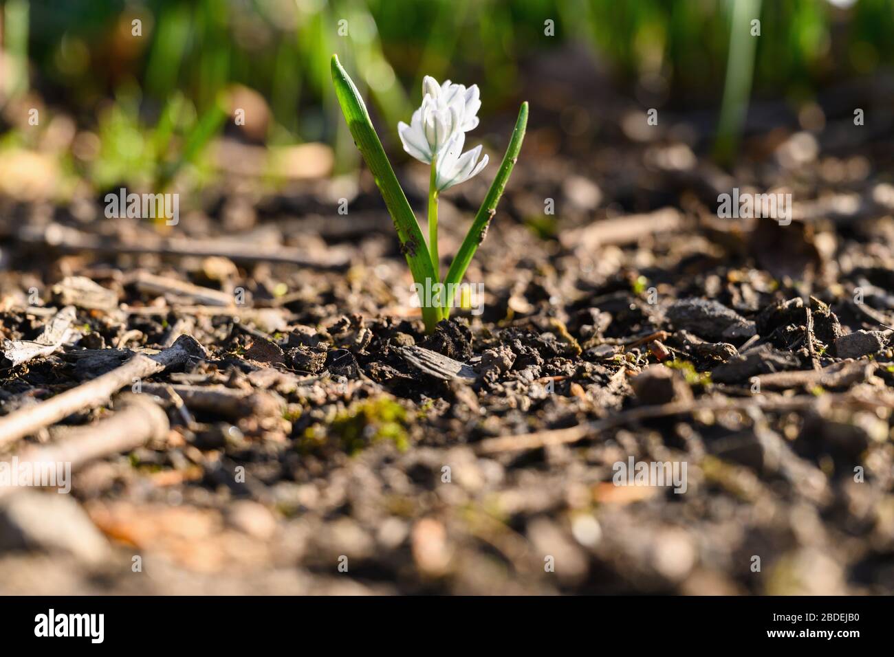 Small spring flower bud growing from dirt Stock Photo - Alamy