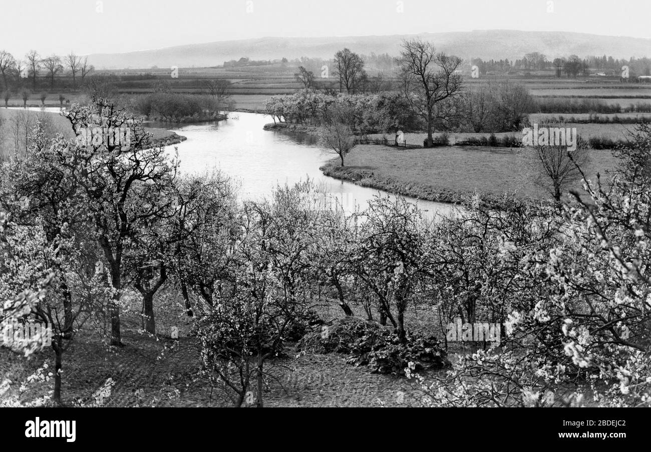 Wyre Piddle, the River Avon c1955 Stock Photo - Alamy
