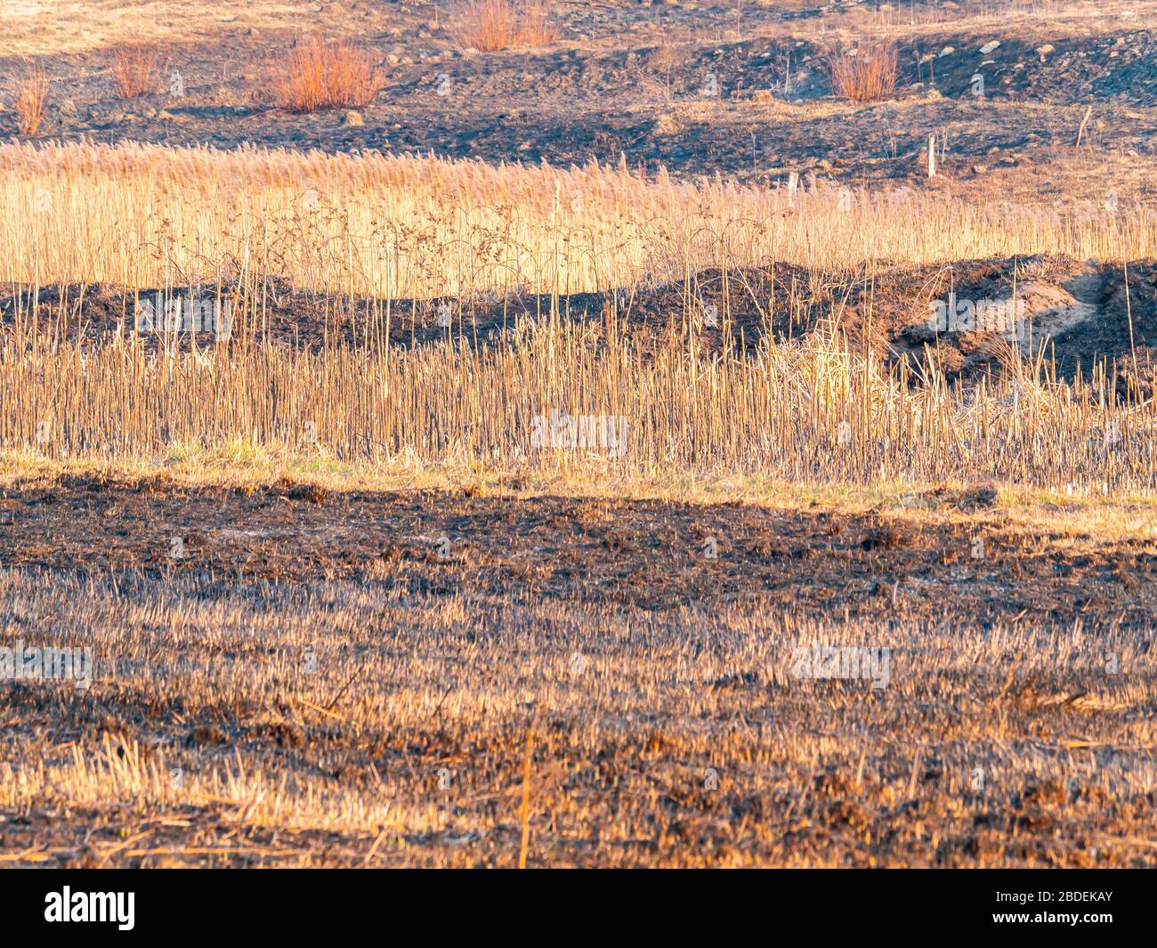 Scorched dry hay hi-res stock photography and images - Alamy
