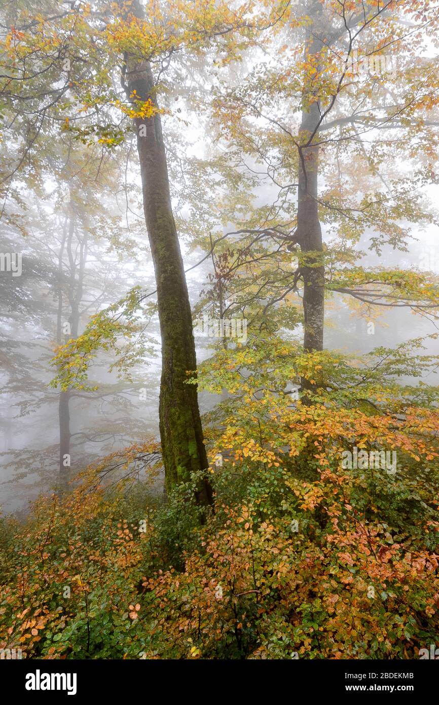 Munchel hi-res stock photography and images - Alamy
