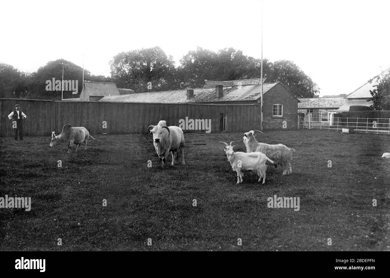 Crichel House, White Farm 1904 Stock Photo - Alamy