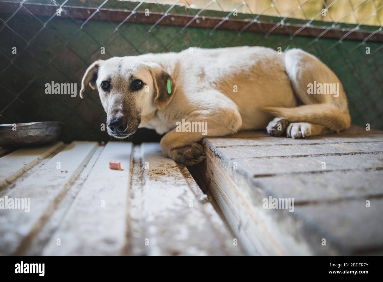 Scared dog hi-res stock photography and images - Alamy