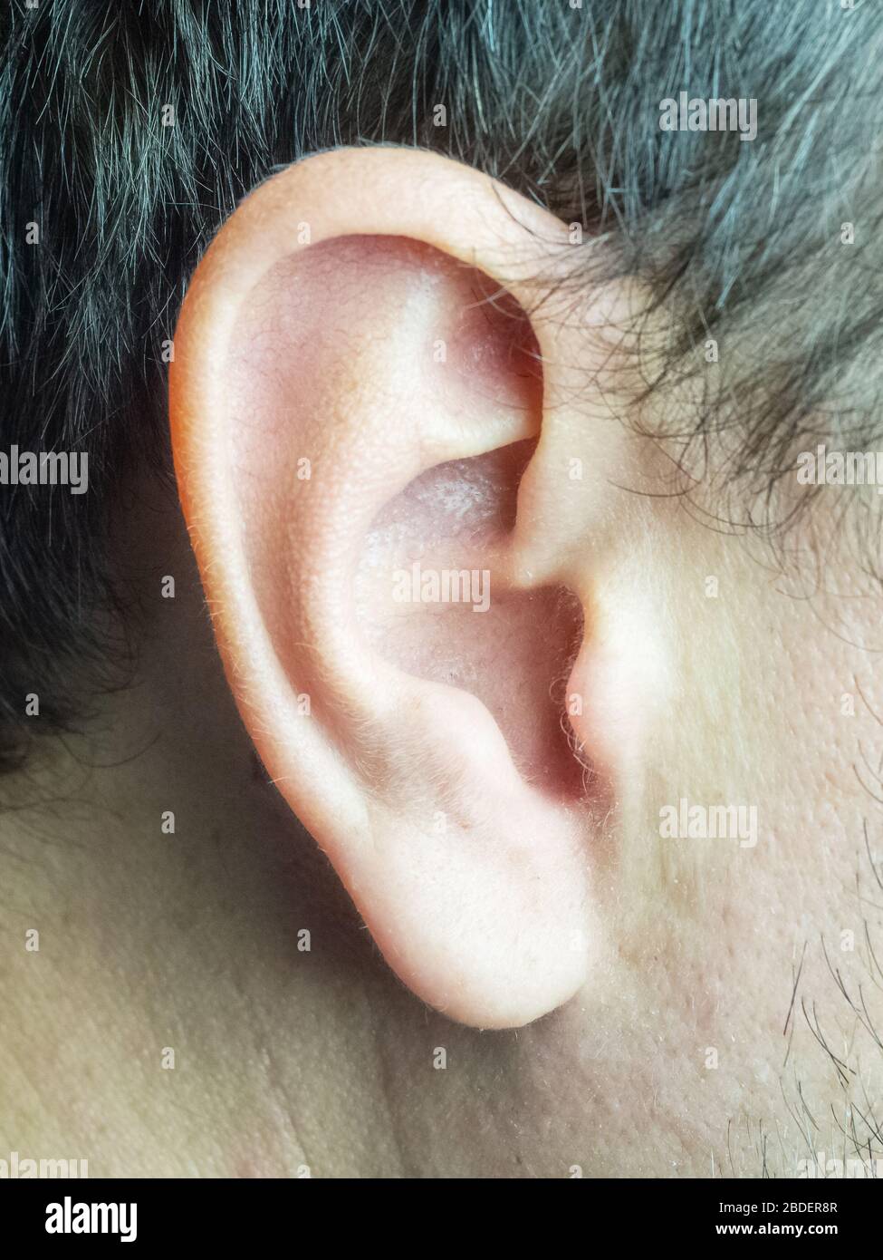 At close range vertical photo of the ear of a white man Stock Photo - Alamy