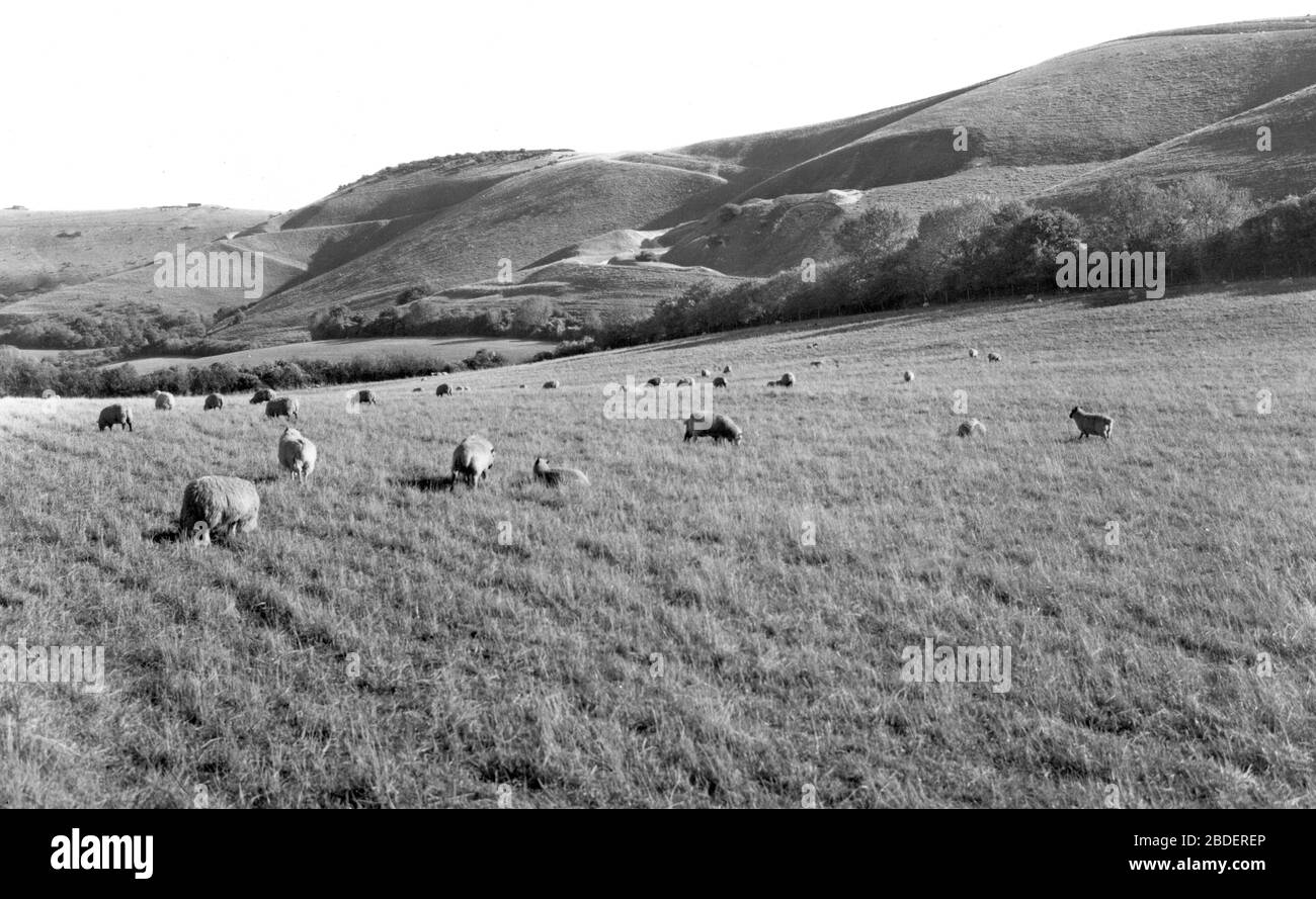 Small Dole, the Downs c1960 Stock Photo - Alamy
