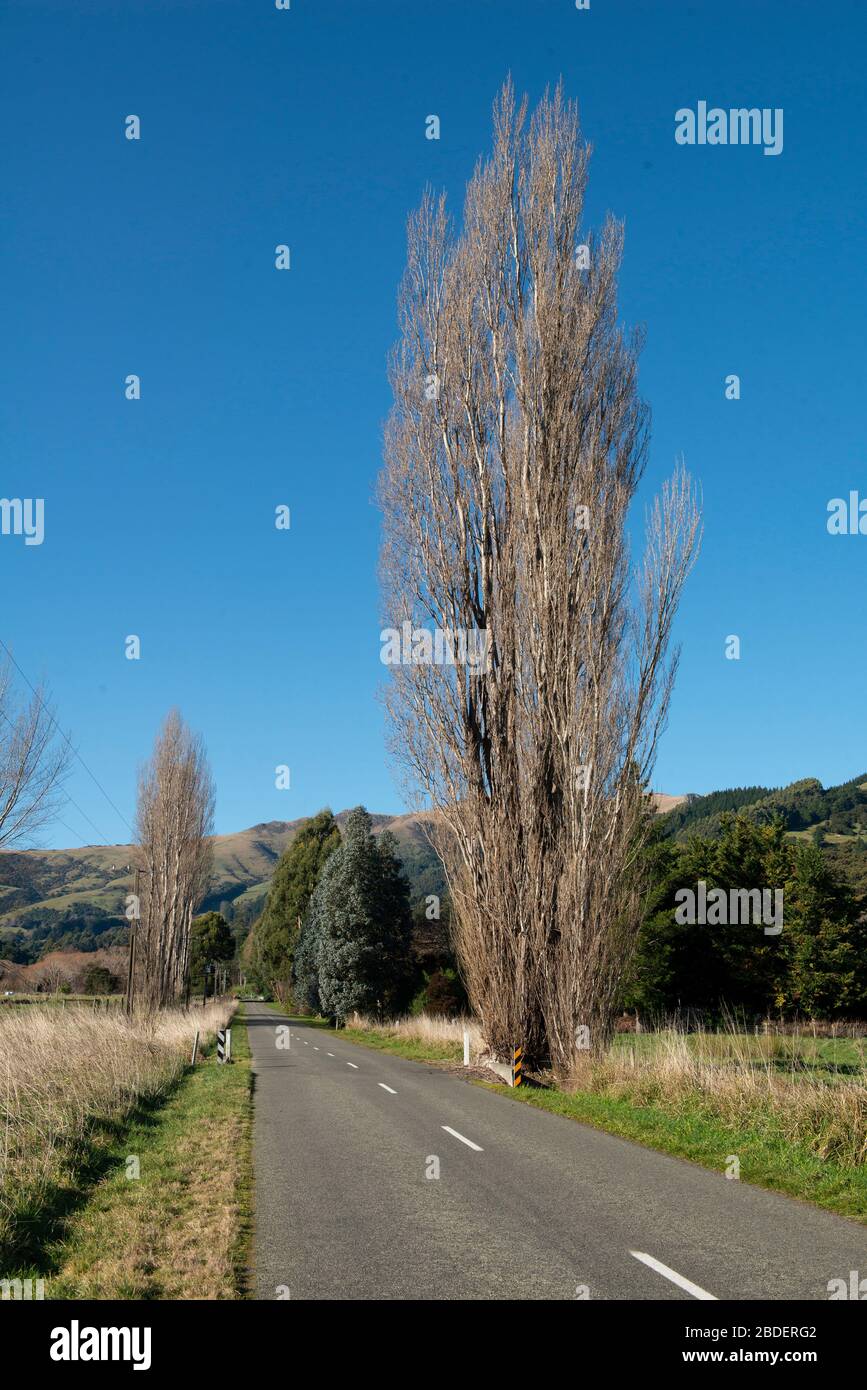 Poplar tree, Populus sp, by road, Little River, Canterbury, South ...