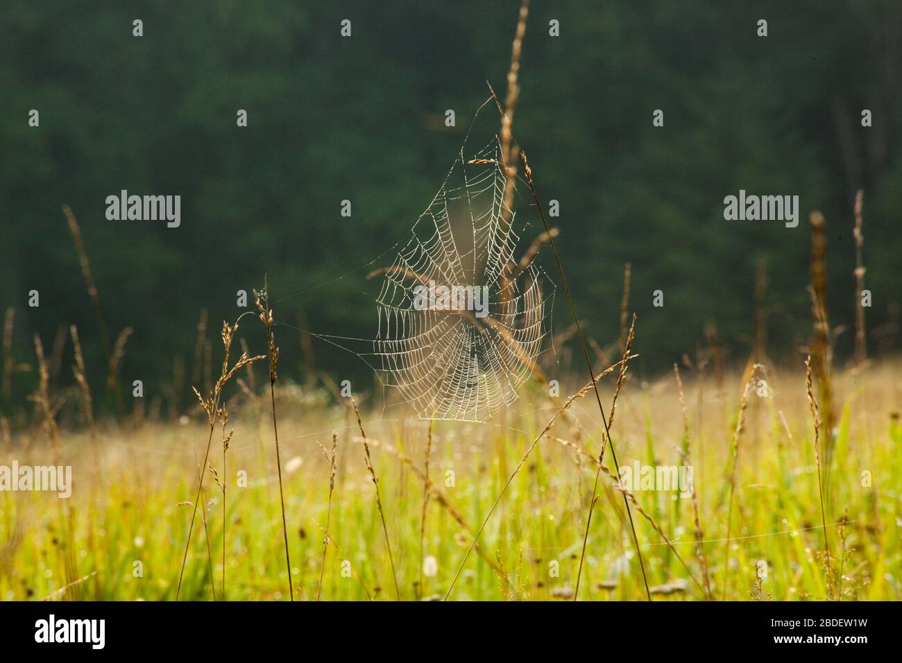 Spiderweb in the sunshine Stock Photo - Alamy